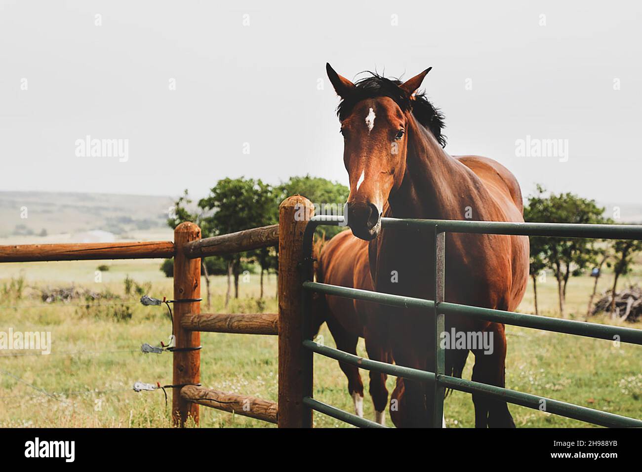 Horse staring at you hi-res stock photography and images - Alamy