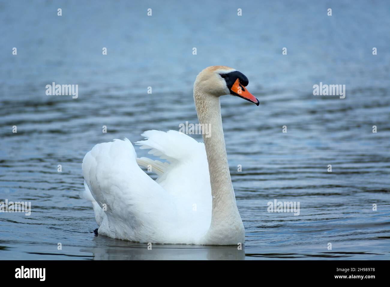 Floating swan hi-res stock photography and images - Alamy