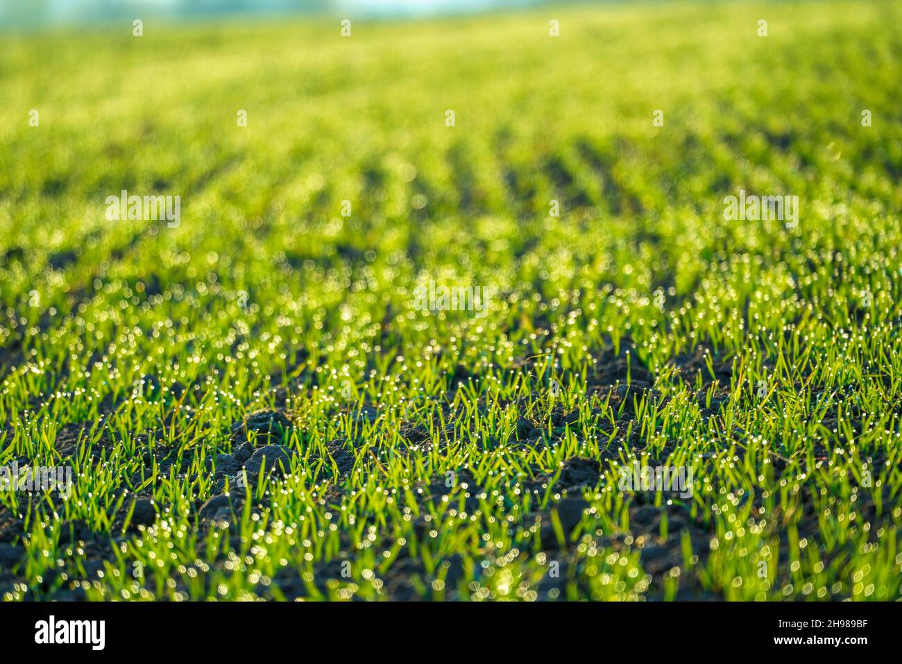 Sprout field hi-res stock photography and images - Alamy