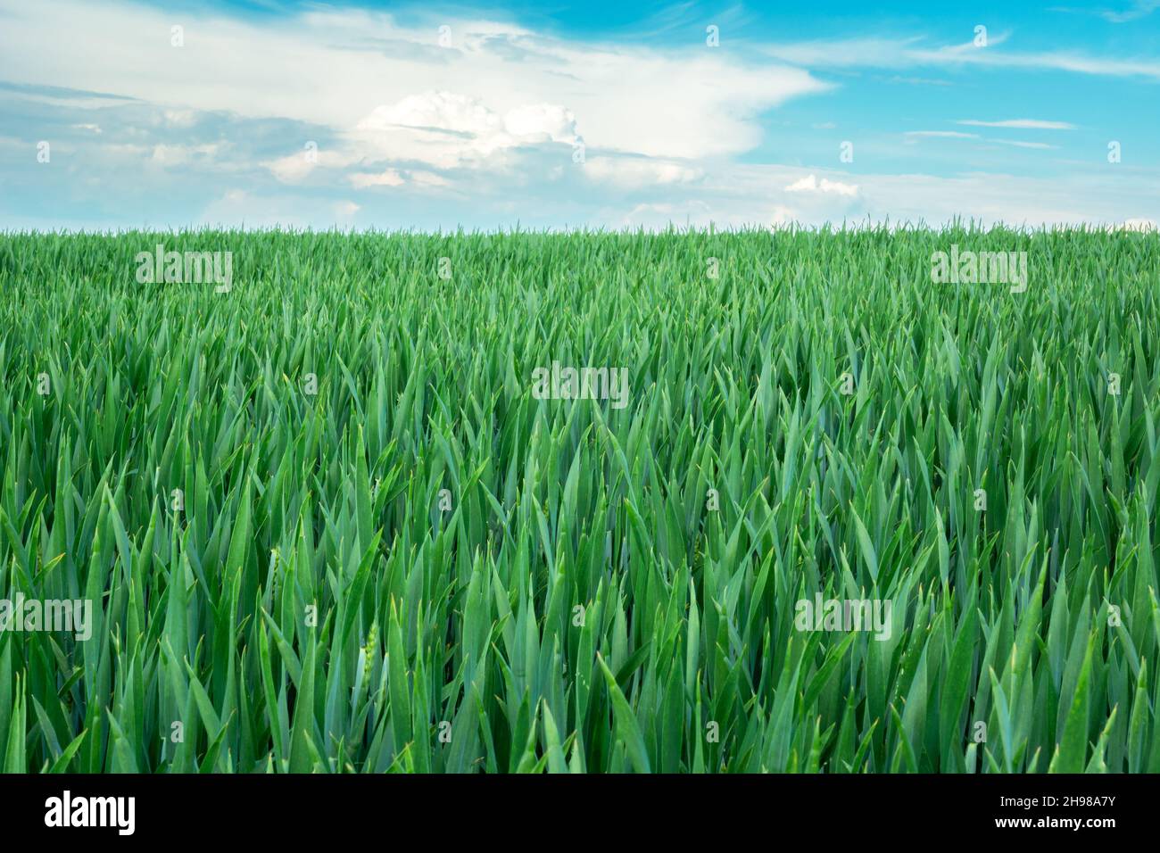 Green grain field, horizon and sky with clouds Stock Photo - Alamy