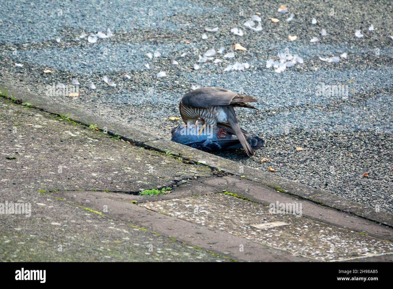 Sparrowhawk eating pigeon in road Stock Photo - Alamy