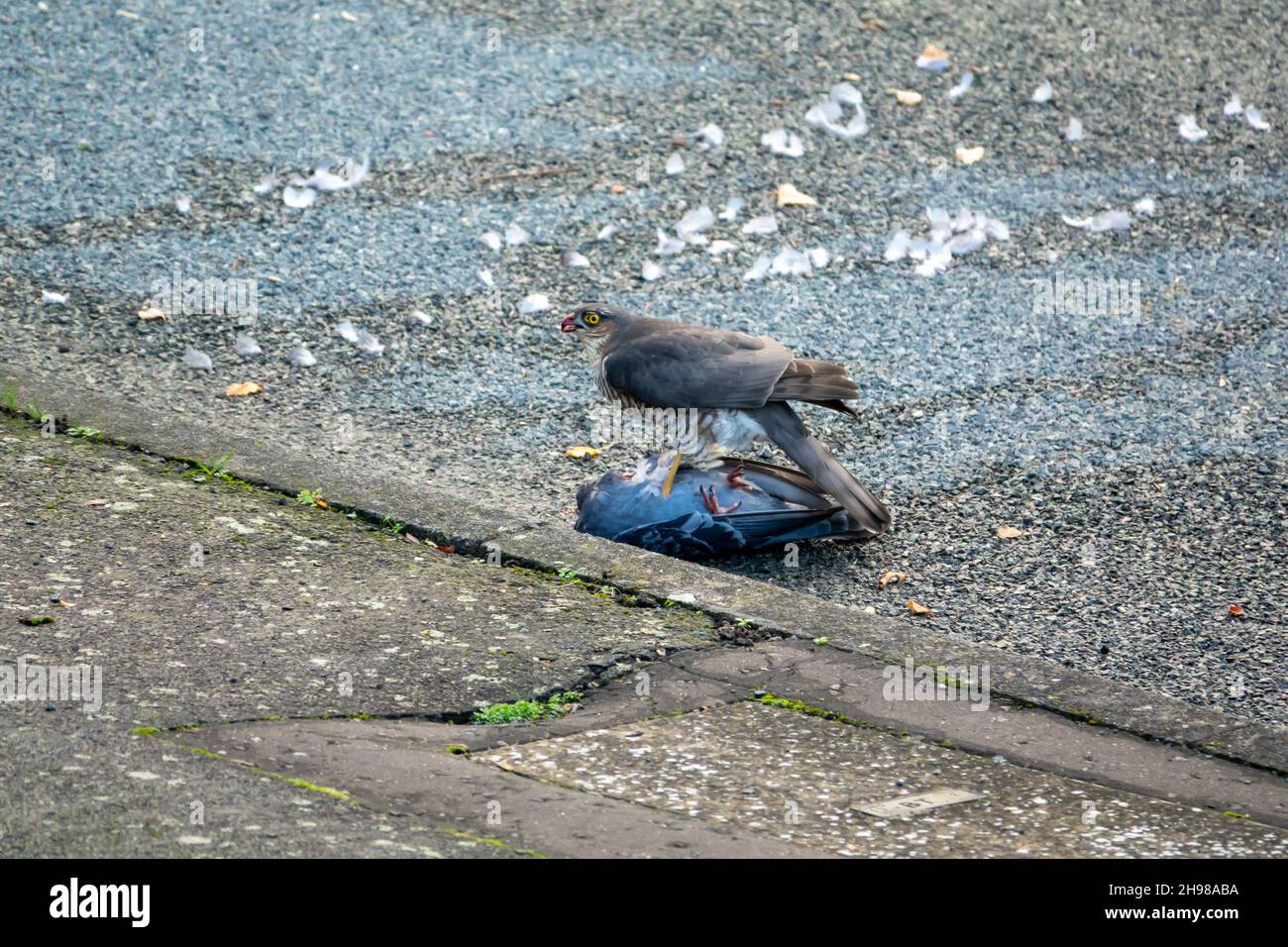 Sparrowhawk eating pigeon in road Stock Photo - Alamy