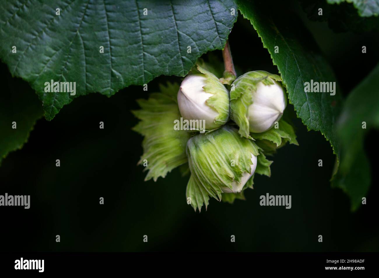 Green hazelnuts growing on tree. Hazelnuts hang in clusters on a branch ...