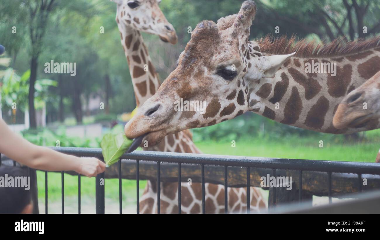 Children feed giraffes with leaves at zoo. Media. Beautiful cute ...