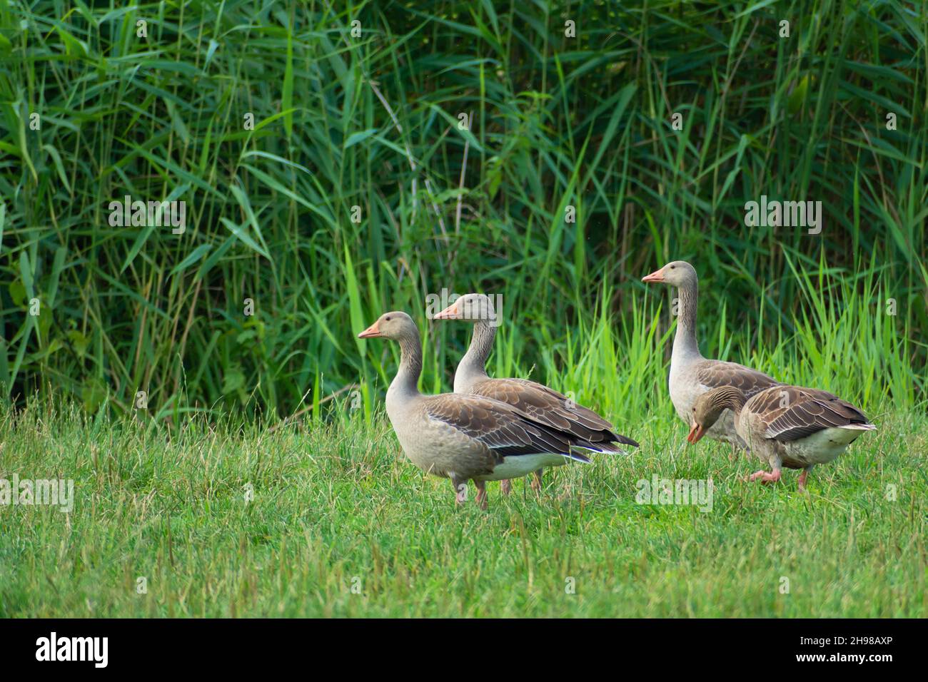 Background reeds wild geese hi-res stock photography and images - Alamy