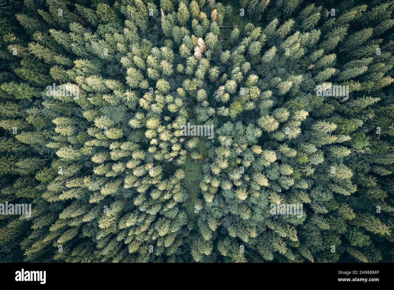 Aerial top view deciduous forest hi-res stock photography and images ...