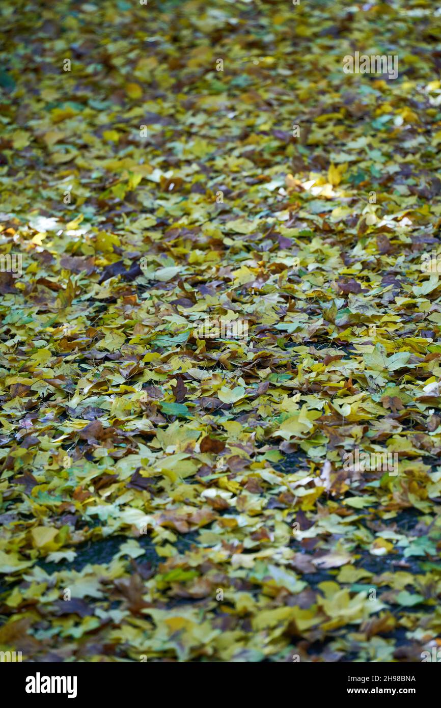 Yellow half dried tree hi-res stock photography and images - Alamy