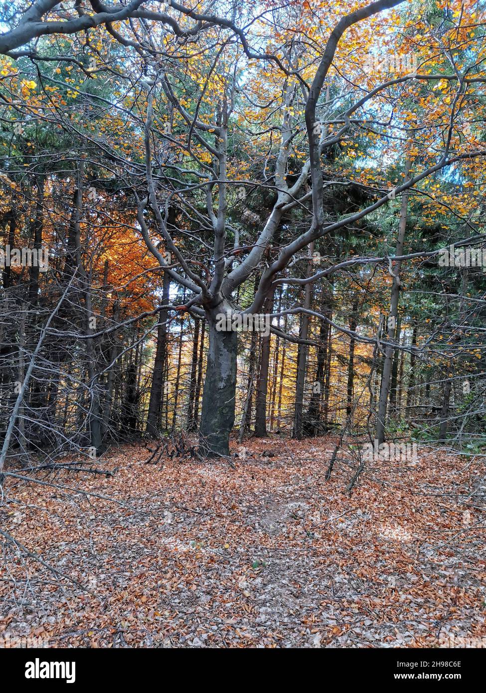 A vertical shot of autumn forest with tall trees Stock Photo - Alamy
