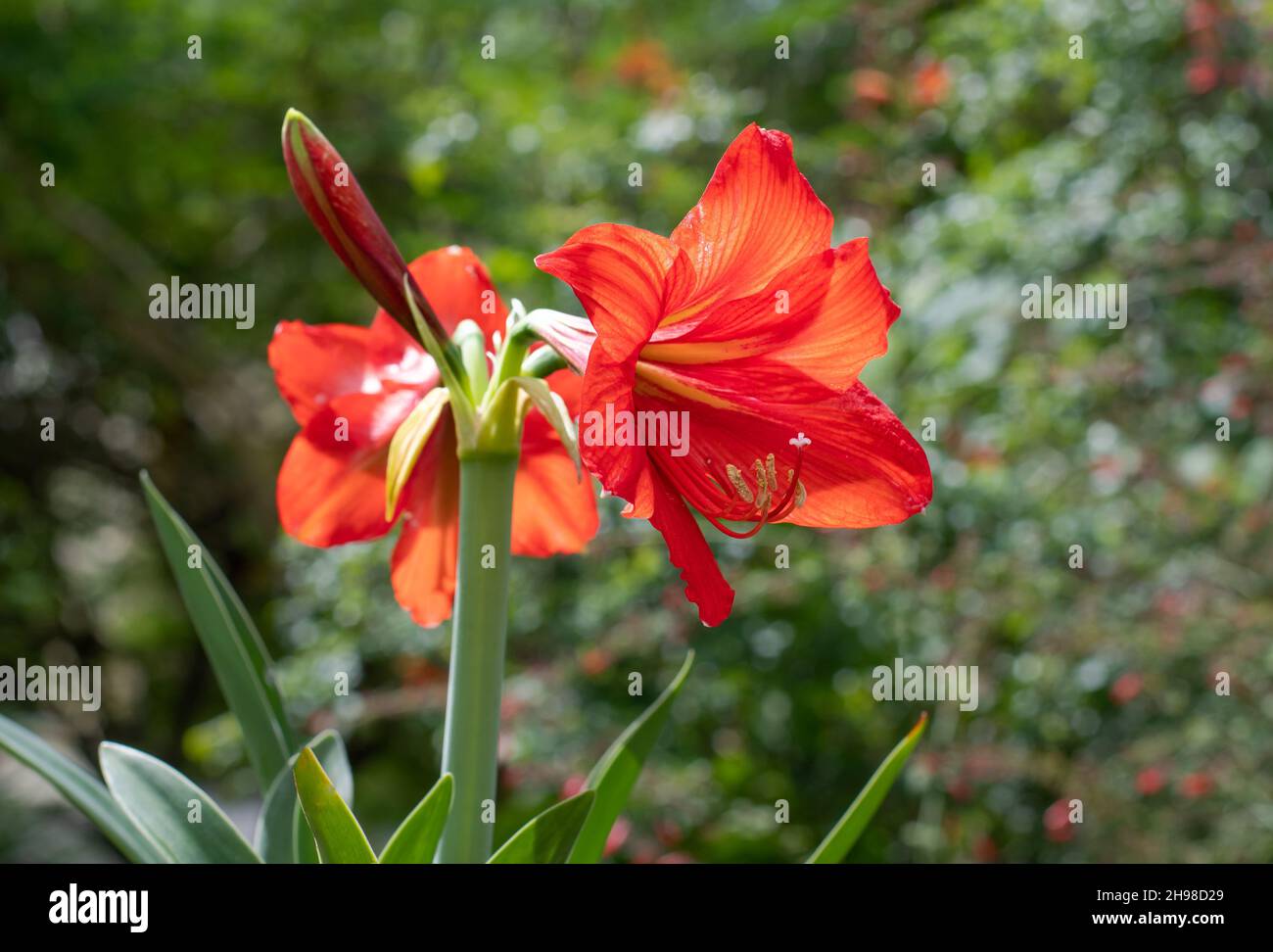 Caribbean red flower hi-res stock photography and images - Alamy