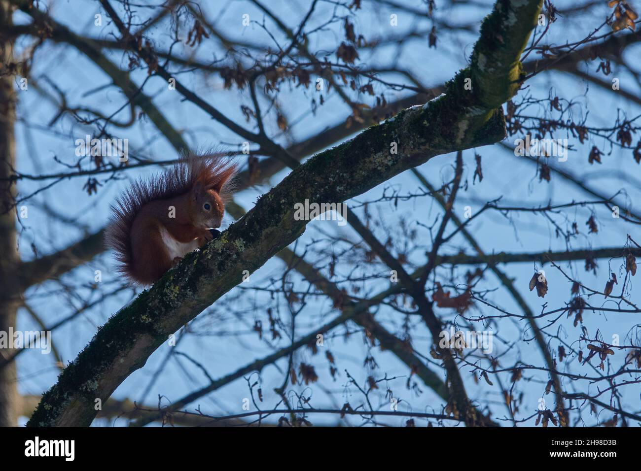 Single squirrel (sciurus) seat on brown branch in the acorn tree and ...