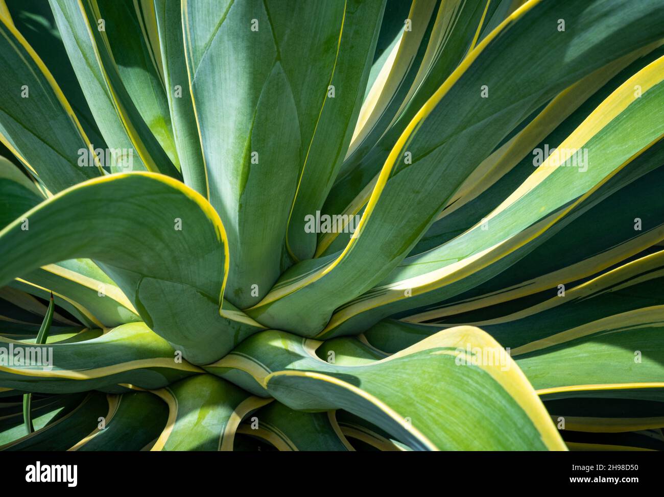 Closeup of a succulent agave plant with texture Stock Photo - Alamy
