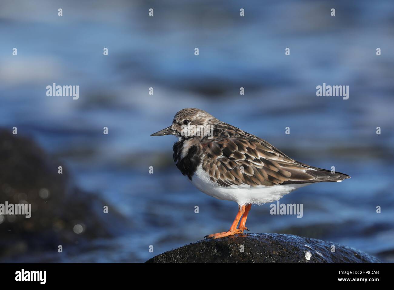 Turnstone on Lanzarote in March pre migration. The bird is still in ...
