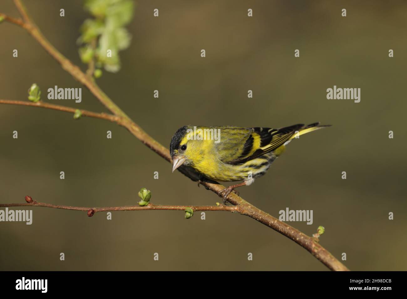 Green finches hi-res stock photography and images - Alamy