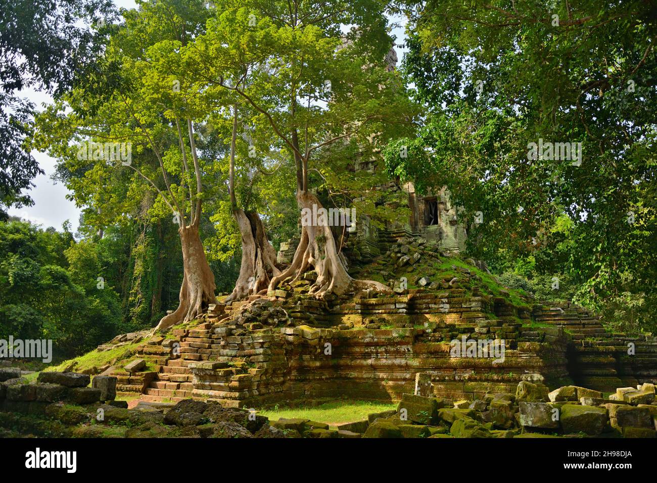 Tetrameles tree tetrameles nudiflora trees hi-res stock photography and ...