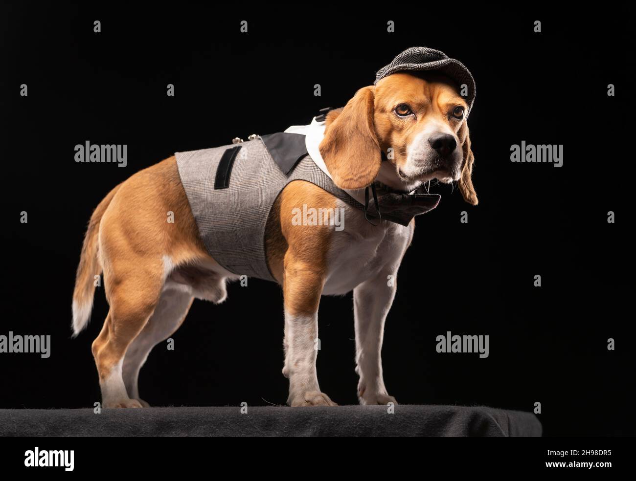 Barney the Beagle dog dresses as a Victorian Chimney Sweep, during the ...