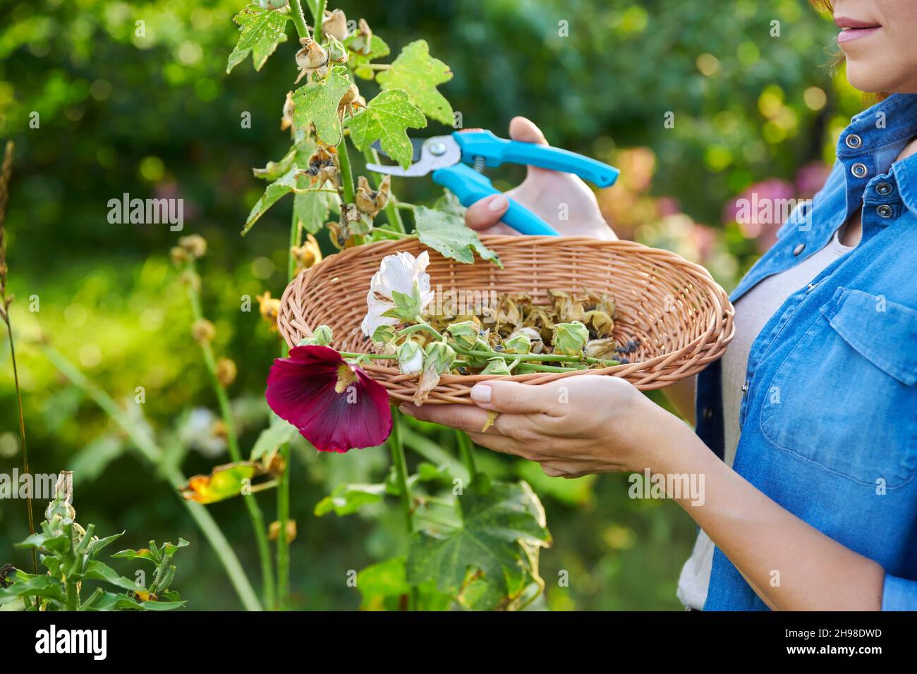 Woman in summer garden picking dry flowers seeds with mallow plants in ...