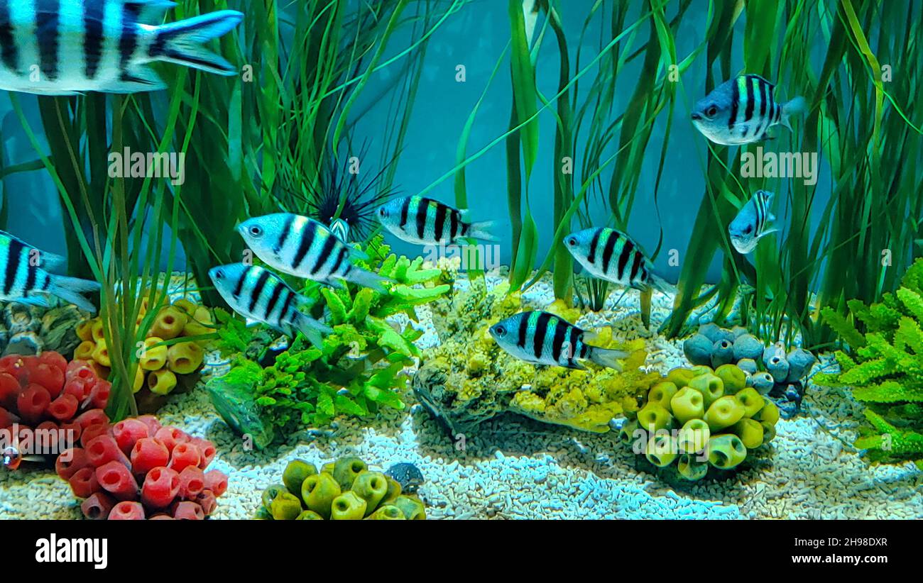 striped fish in a colorful aquarium Stock Photo - Alamy