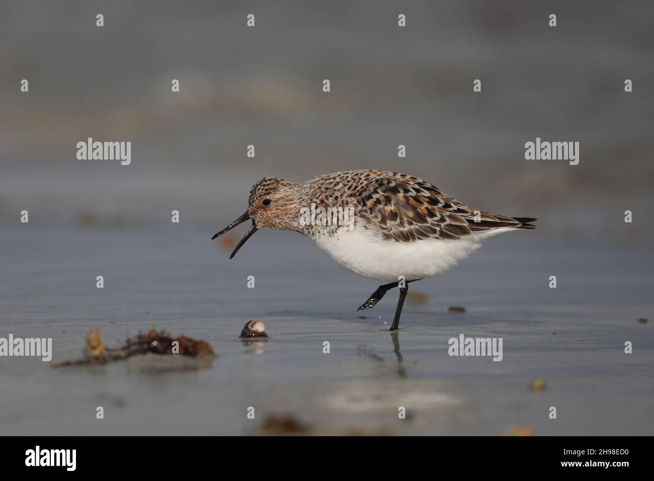 Feeding flocks on decaying seaweed hi-res stock photography and images ...