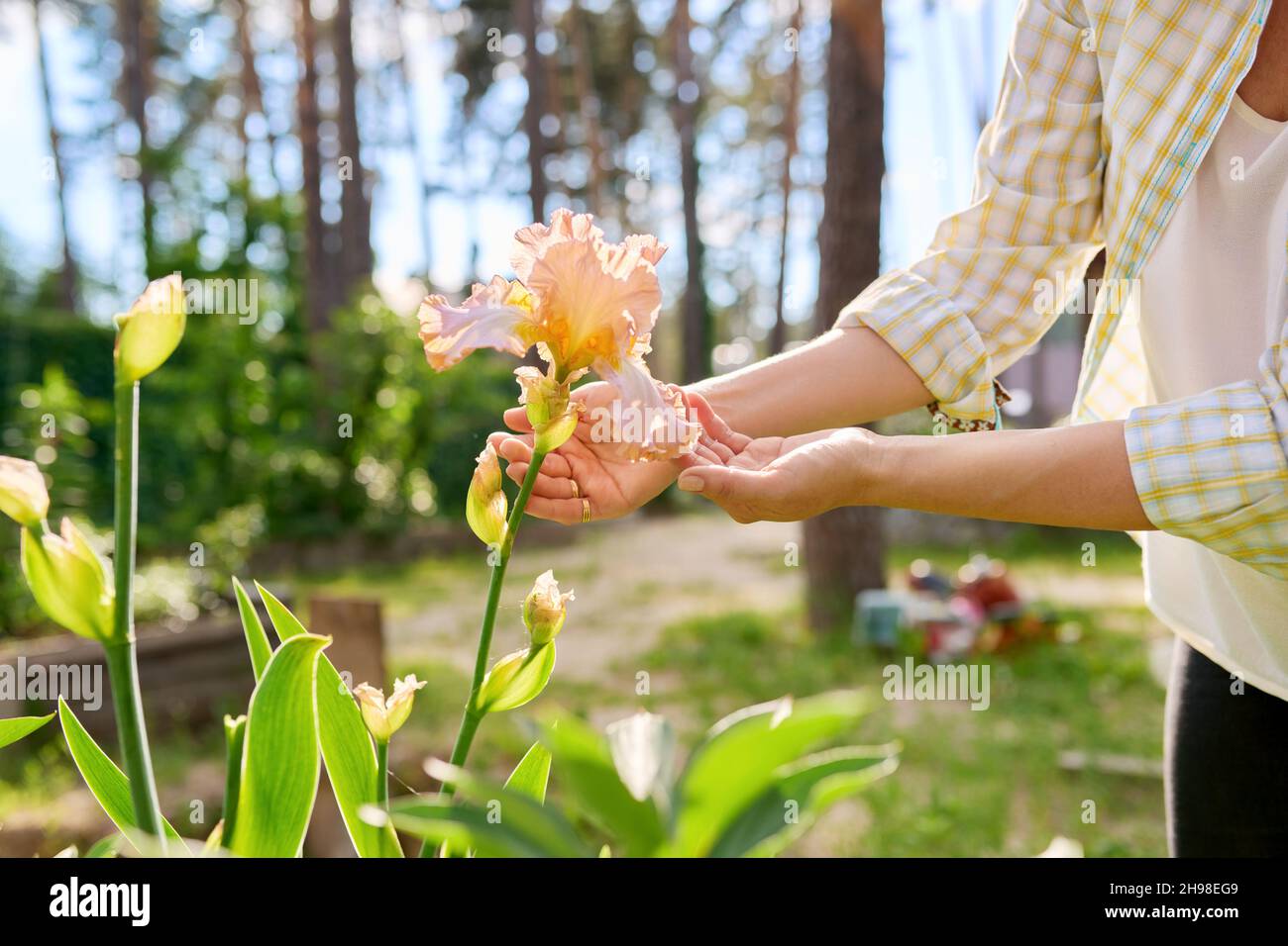 Close-up of flowering plant of beige iris in woman's hand, on flower ...