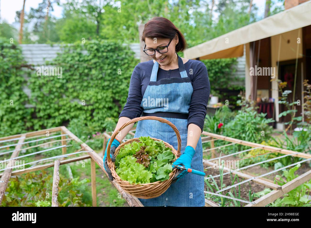 Small farm business, woman picking lettuce and arugula leaves in a ...