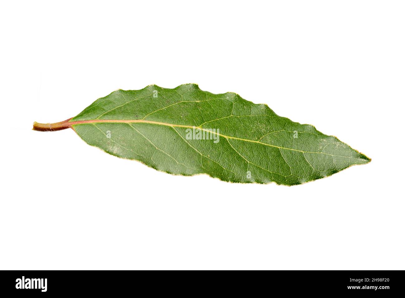 Laurel leaf isolated on white background Stock Photo - Alamy