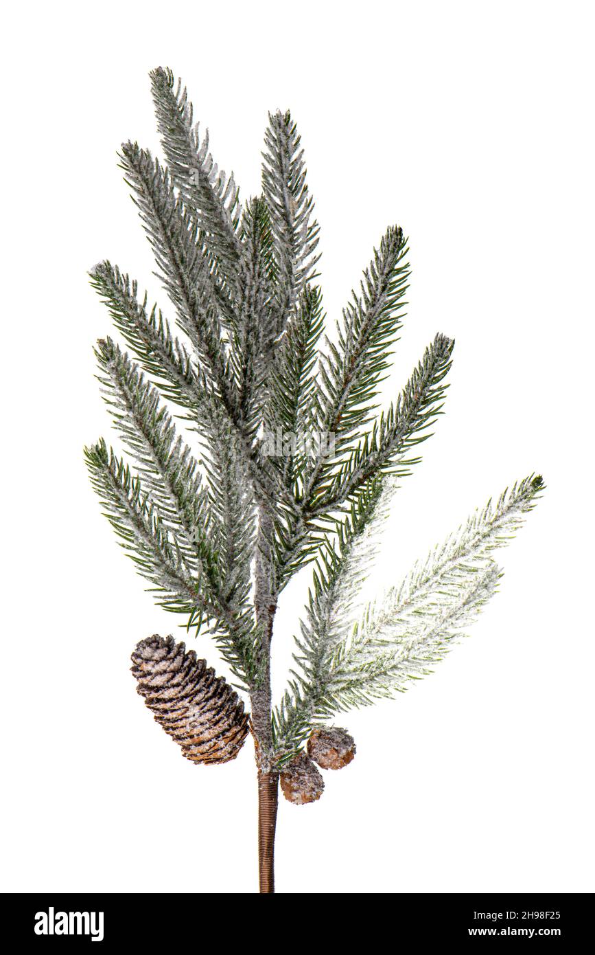 Christmas tree branch isolated on white background Stock Photo - Alamy