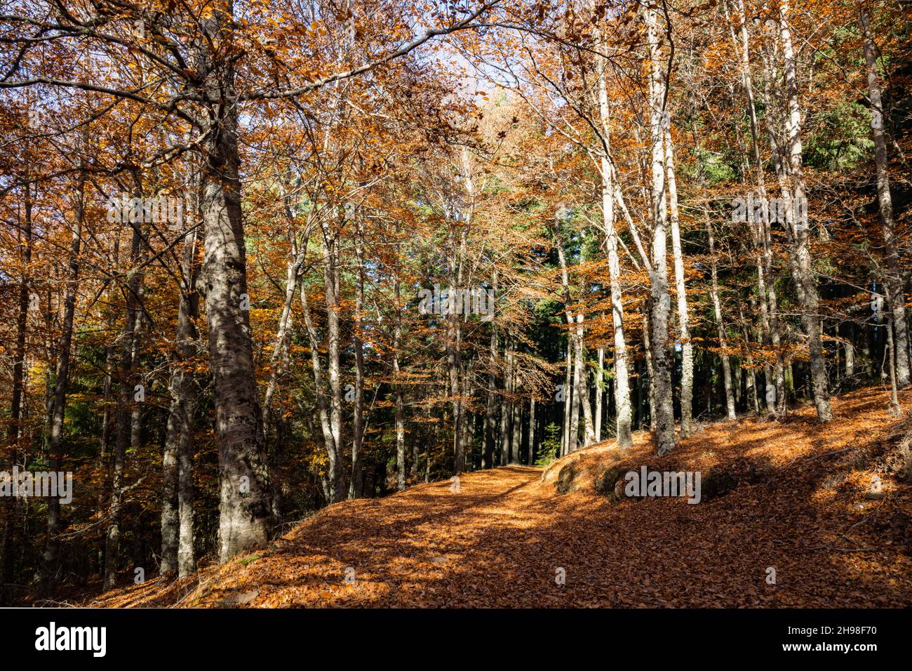 Autumn forest pathway leaves fall in ground landscape on autumnal ...