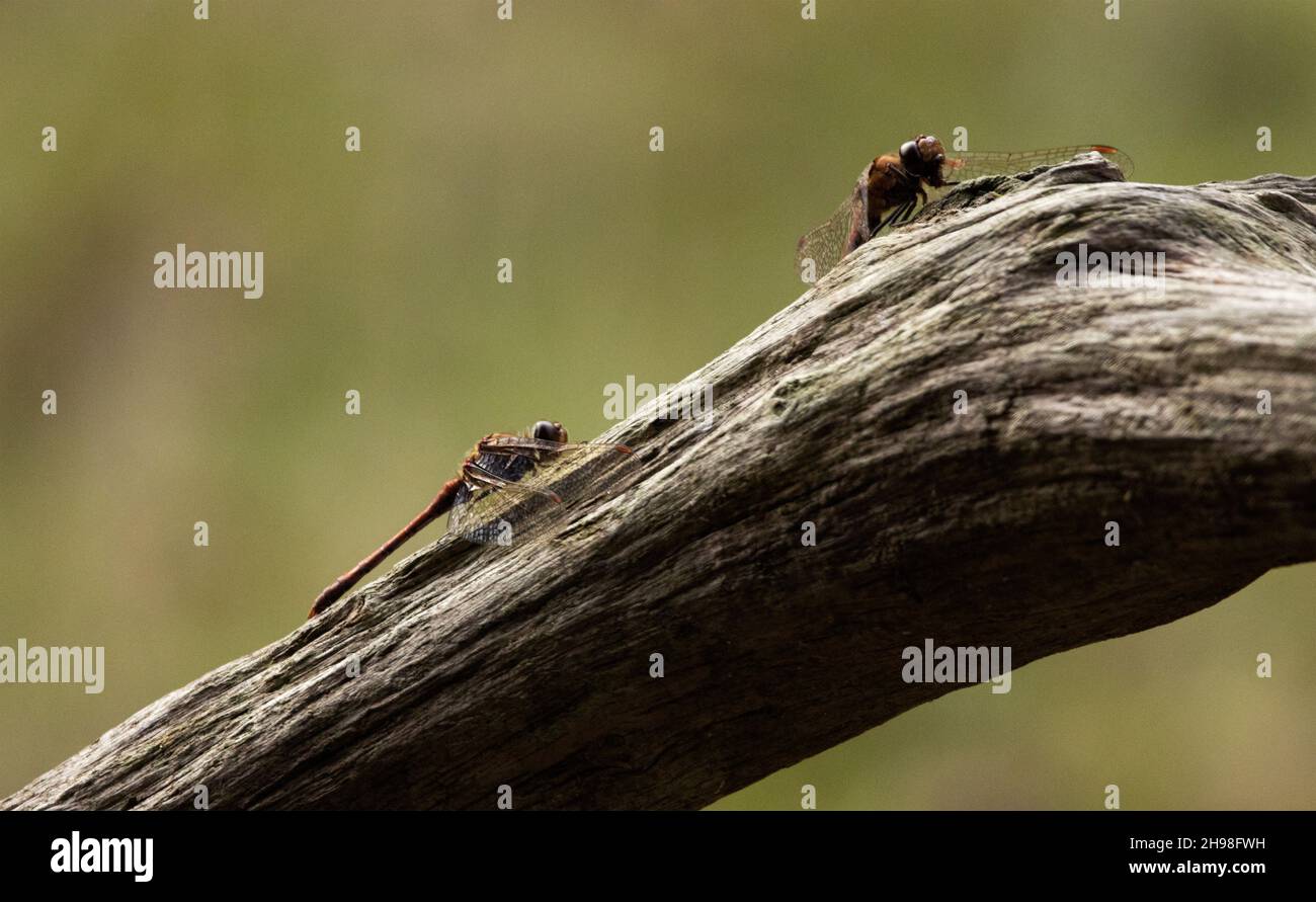 Sympetrum sanguineum nymph hi-res stock photography and images - Alamy