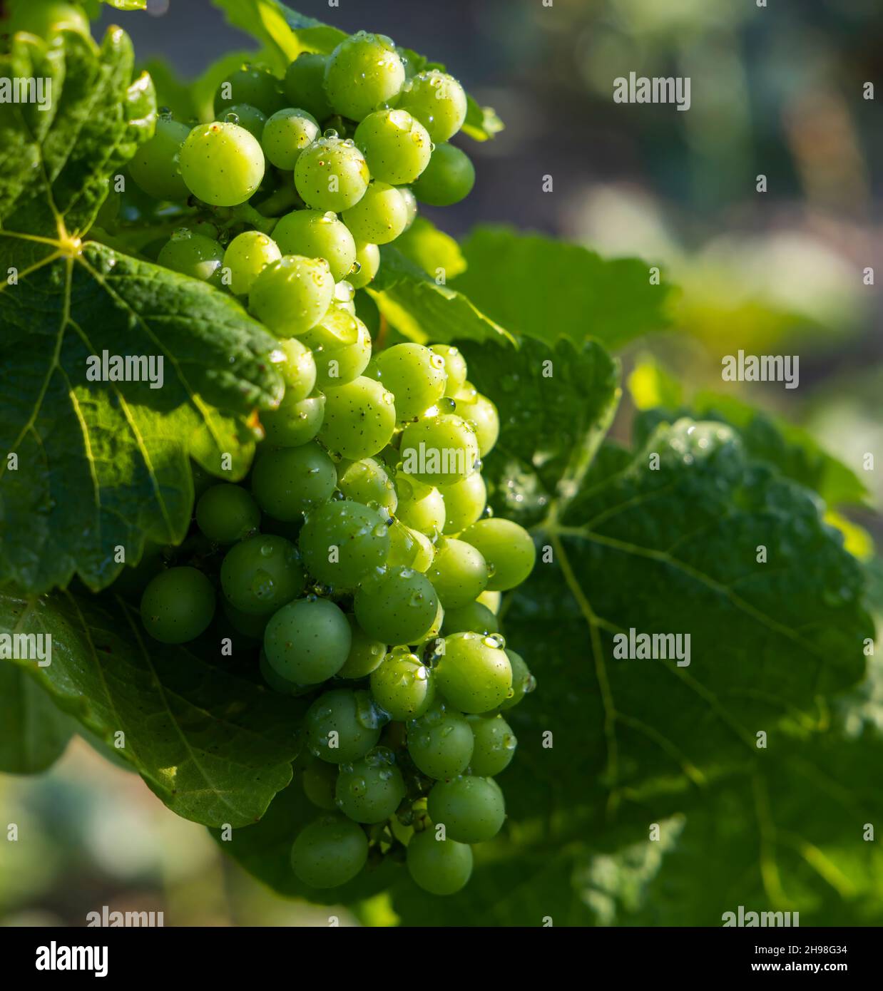 detail Grapes of the vine in the time before locking Stock Photo - Alamy