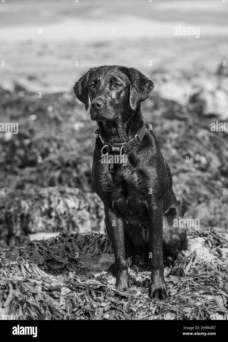Labrador fishing dog Black and White Stock Photos & Images - Alamy