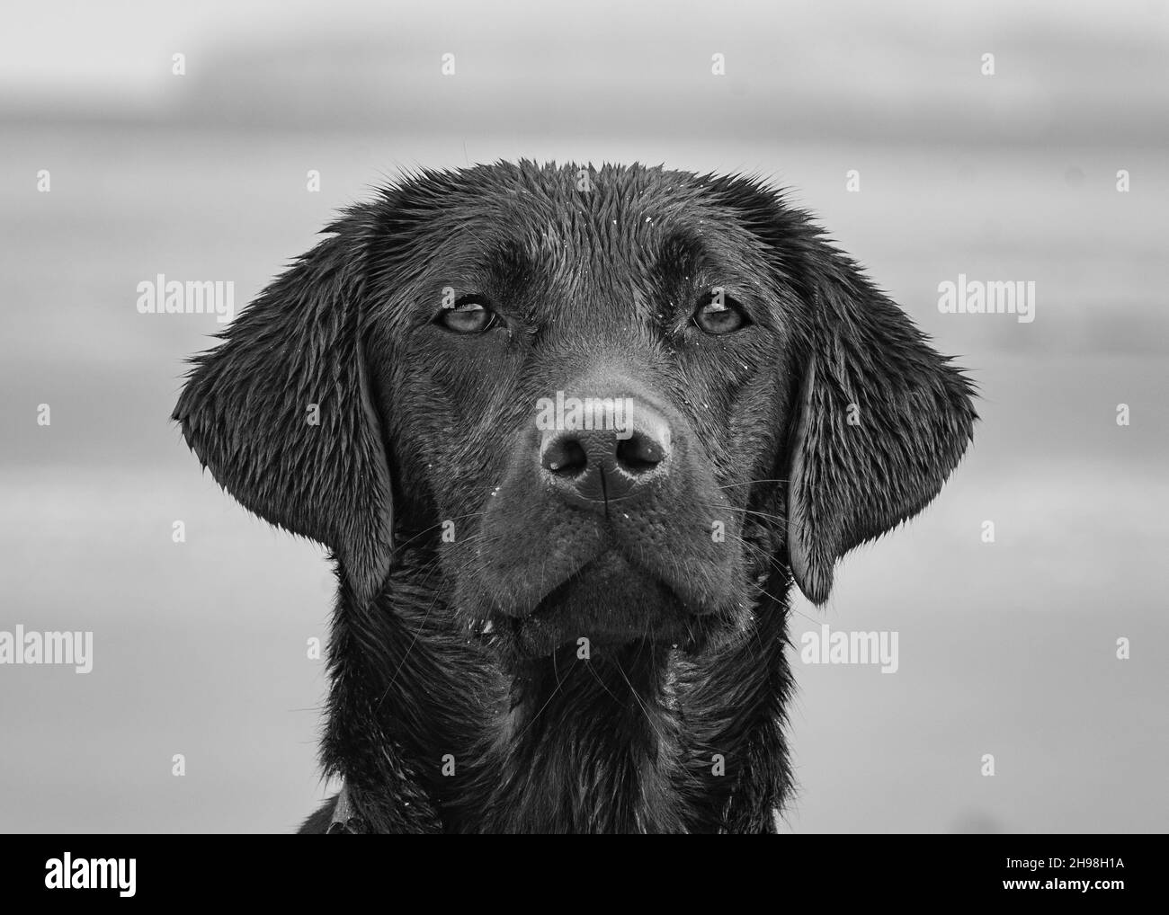 Labrador fishing dog Black and White Stock Photos & Images - Alamy
