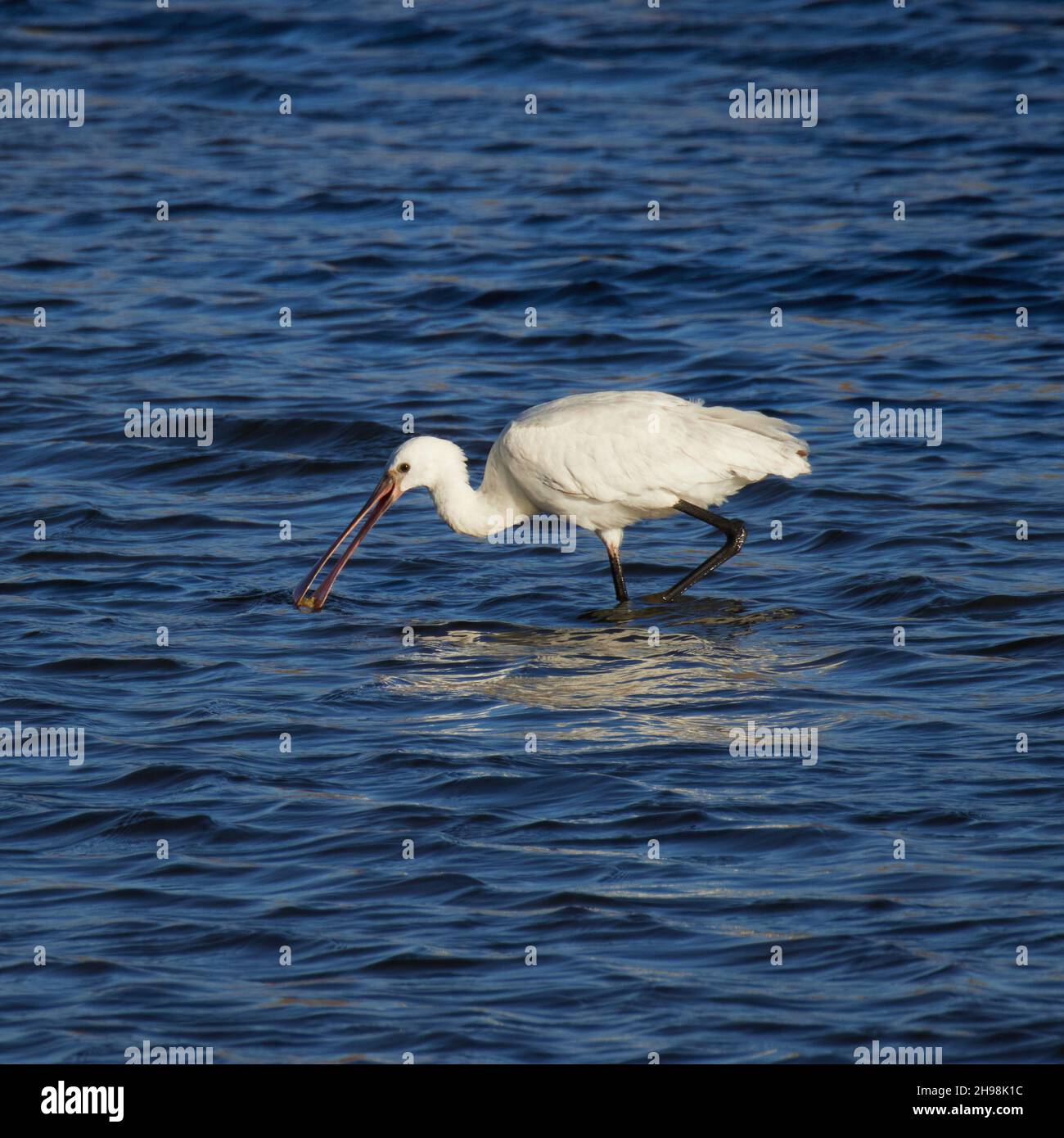 Spoonbill bird seen searching for food in Pagham Harbour Nature Reserve ...