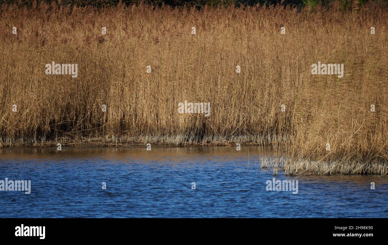 Scene of reeds at the edge of a water pool Stock Photo - Alamy