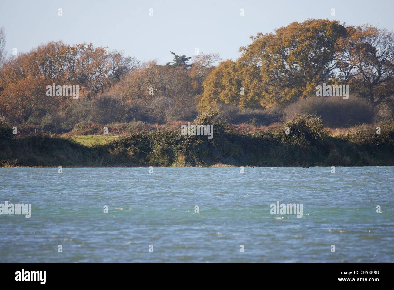 Copse and natural woodland seen at the water edge of Pagham Harbour ...