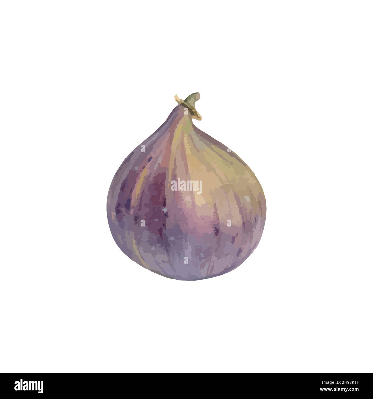 Figs vector hand drawing illustration Stock Vector Image & Art - Alamy