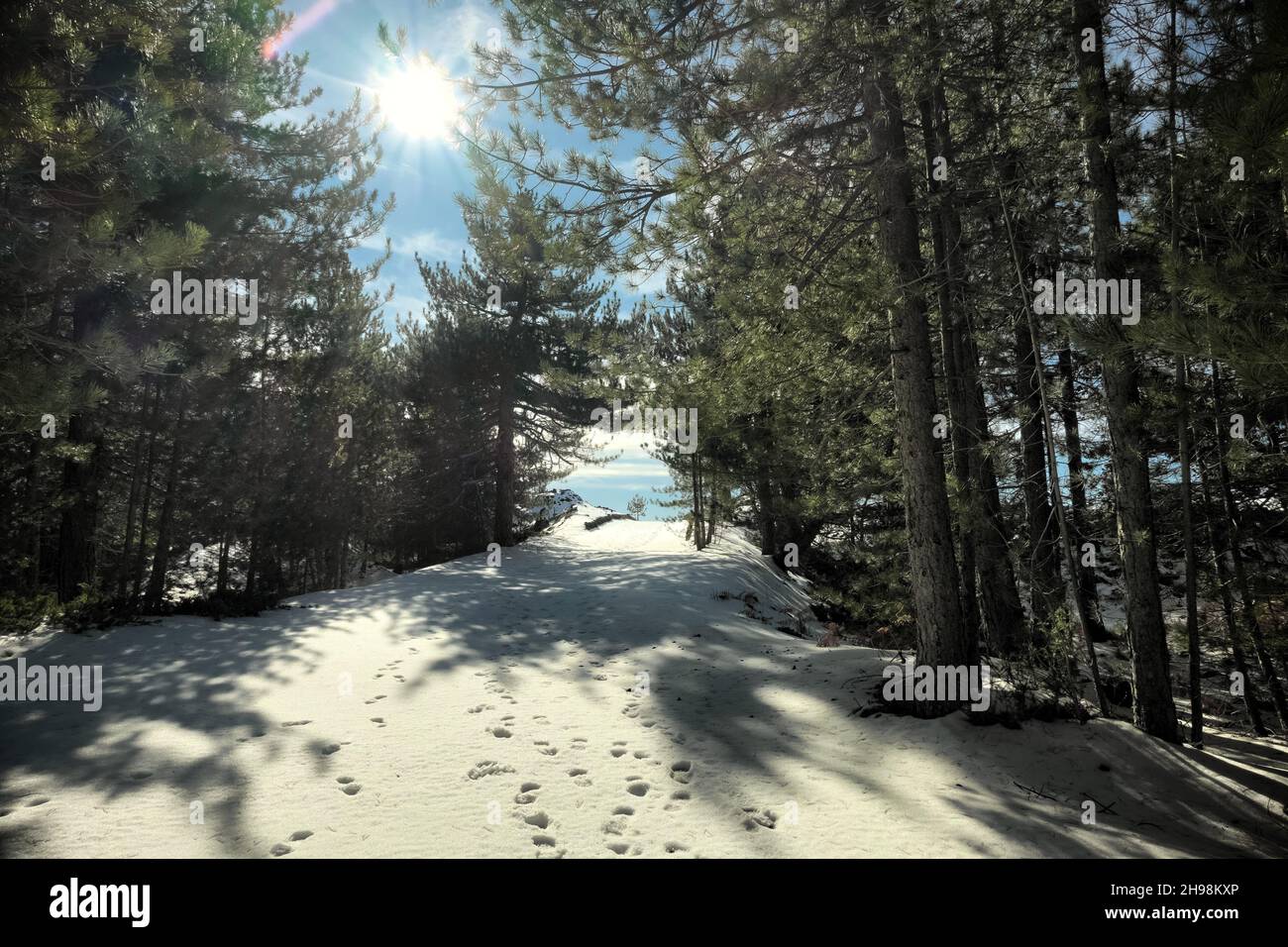 snow-white landscape of mountain in Sicily a road crosses a pines ...