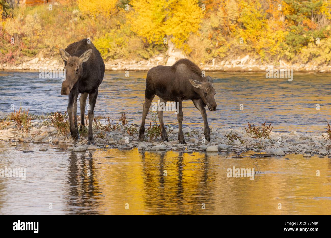 Shiras calf moose hi-res stock photography and images - Alamy