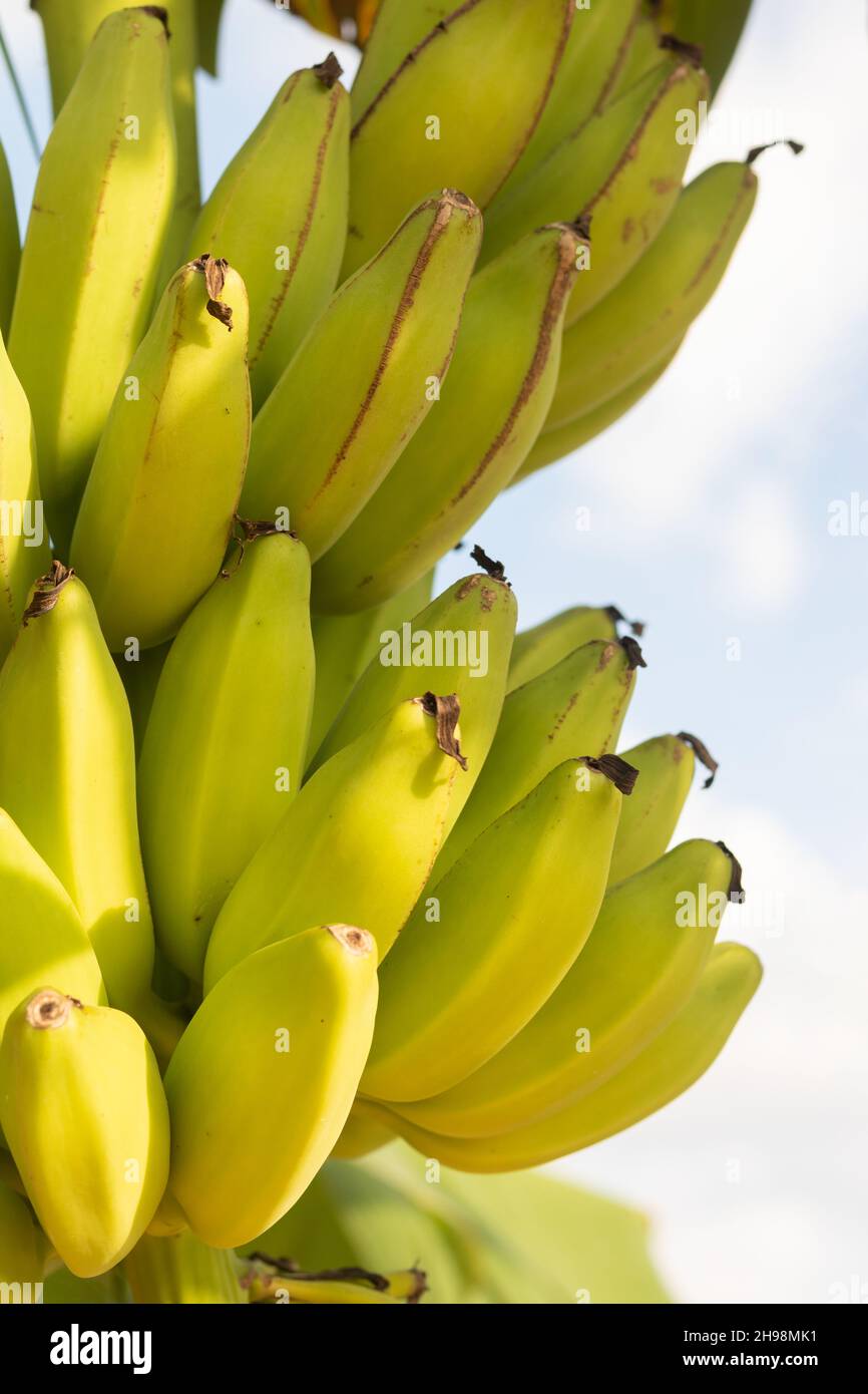Variety of bananas hi-res stock photography and images - Alamy