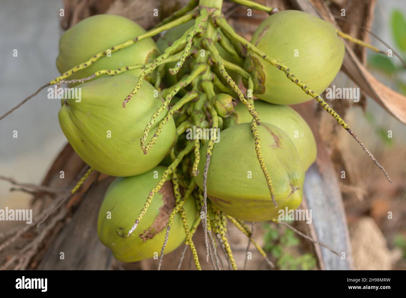 Green dwarf coconut tree hi-res stock photography and images - Alamy