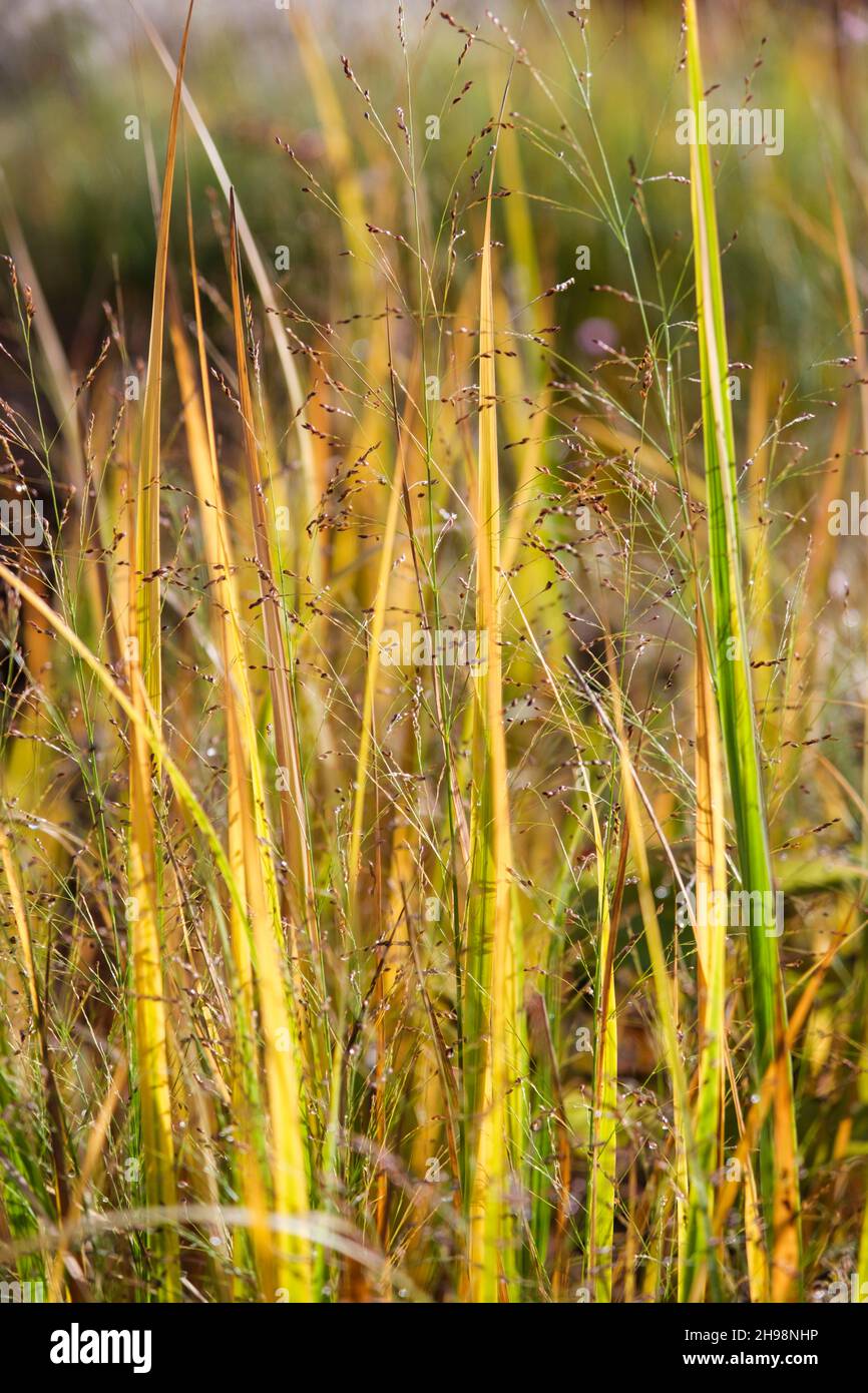 Panicum Virgatum "Northwind" (tall switch grass) in autumn in UK garden ...