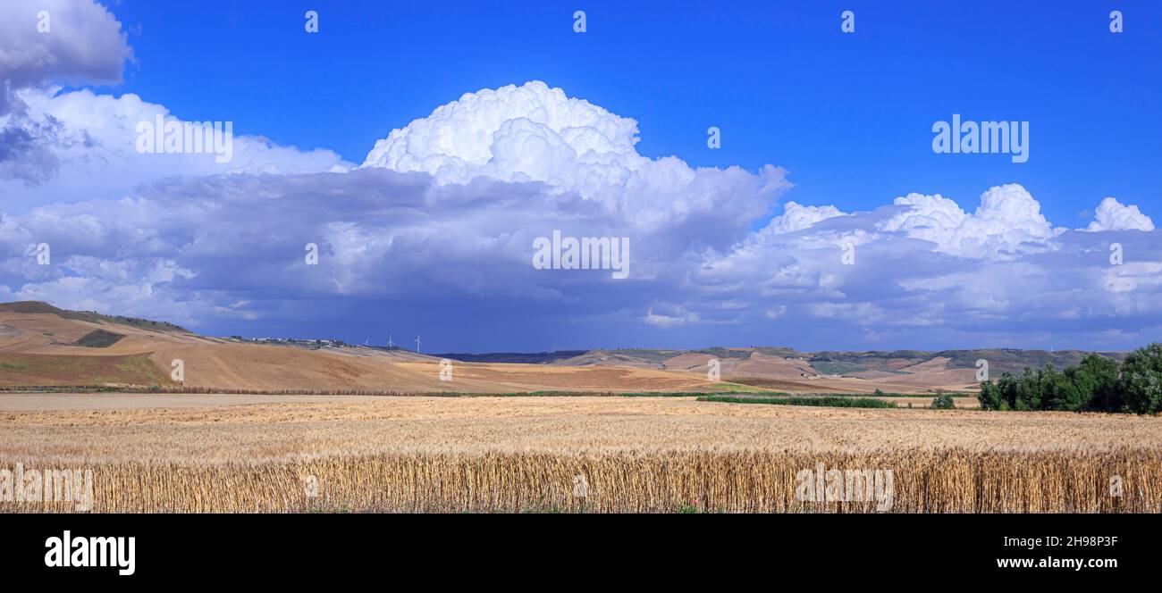 Hilly landscape with wheat fields dominated by clouds in Apulia, Italy ...