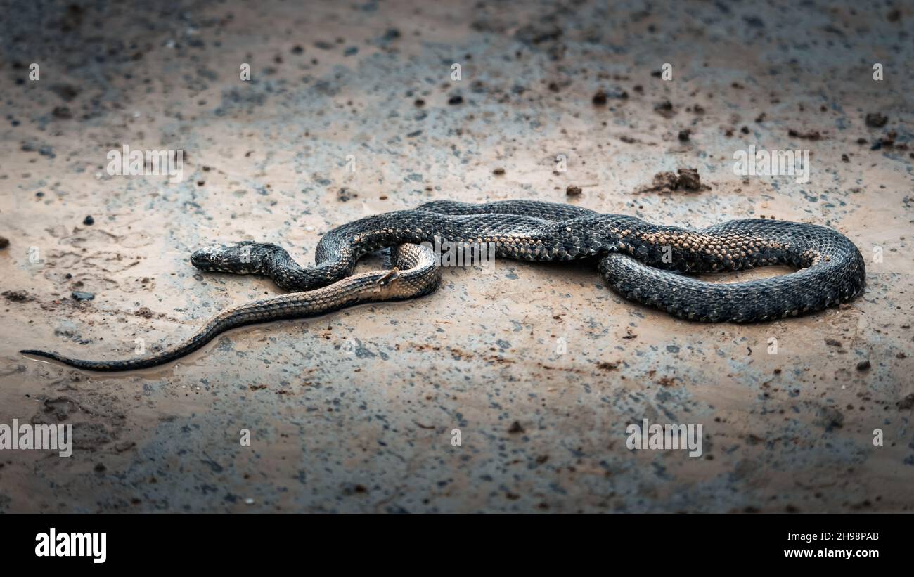 Snake on concrete after rain Stock Photo - Alamy