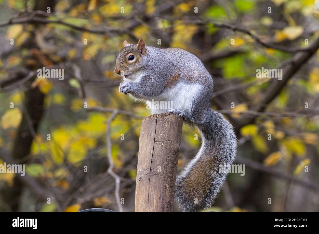 Soft bushy tail hi-res stock photography and images - Alamy
