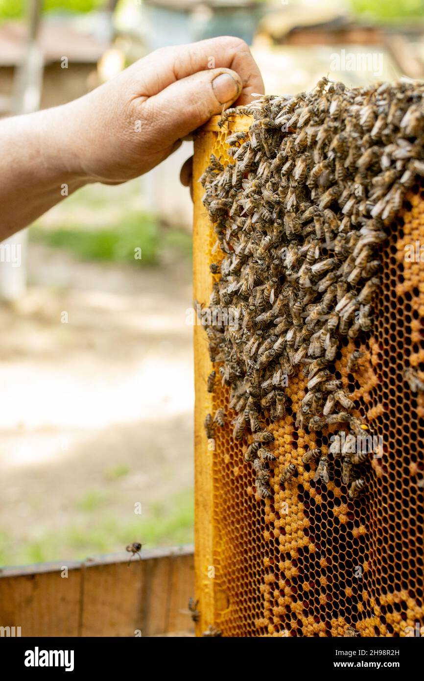 The beekeeper looks after honeycombs. Apiarist shows an empty honeycomb ...