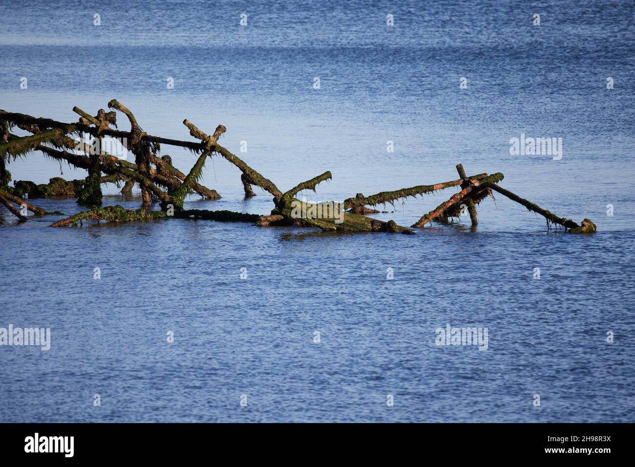Old wooden structures seen in Pagham Harbour, as remnants of a working ...