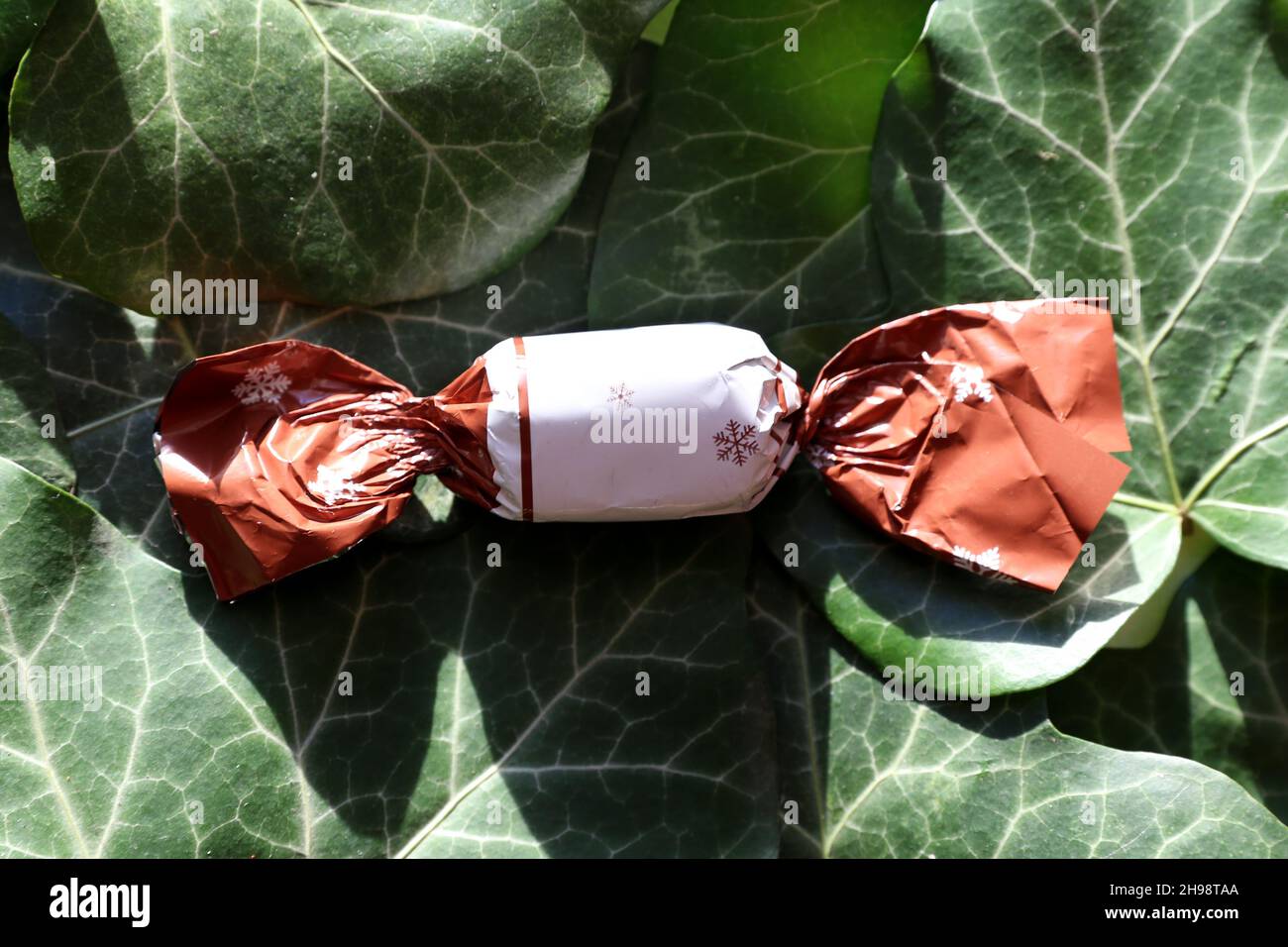 Closeup of one wrapped sweetness christmas fondant on natural green ...