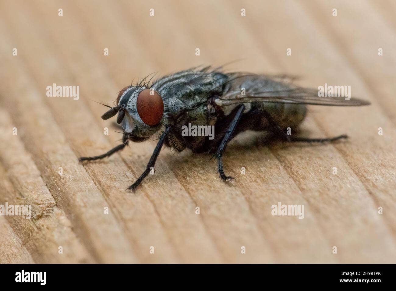 Ubiquitous insects hi-res stock photography and images - Alamy