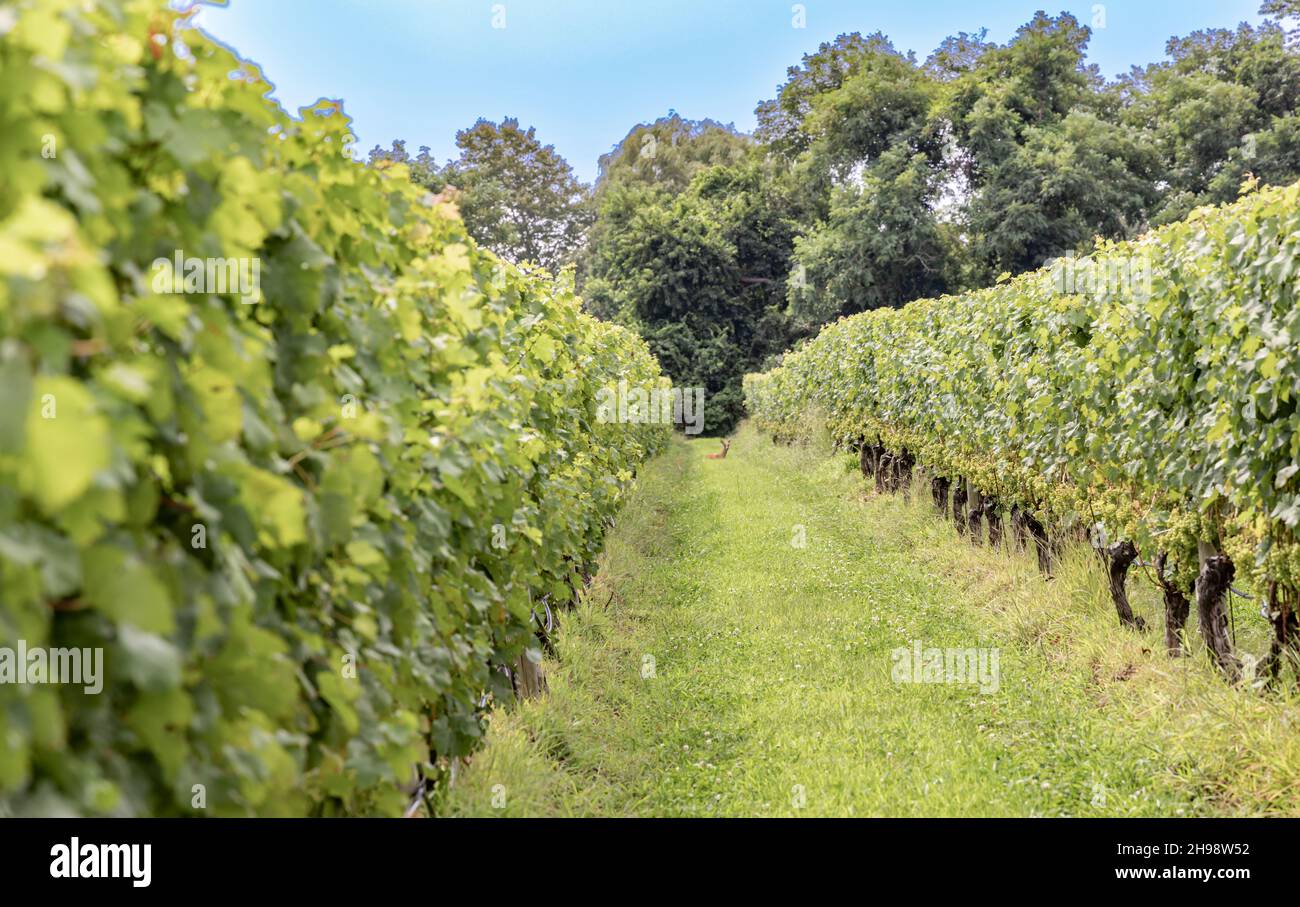 Baby deer sitting in between two rows of grapes vines at a vineyard ...