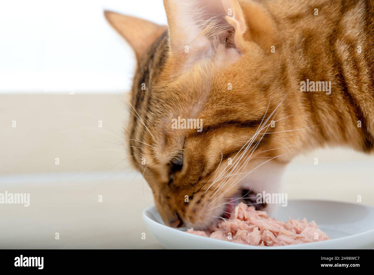 Close-up of the face of a Bengal cat eating cat food on the floor Stock ...