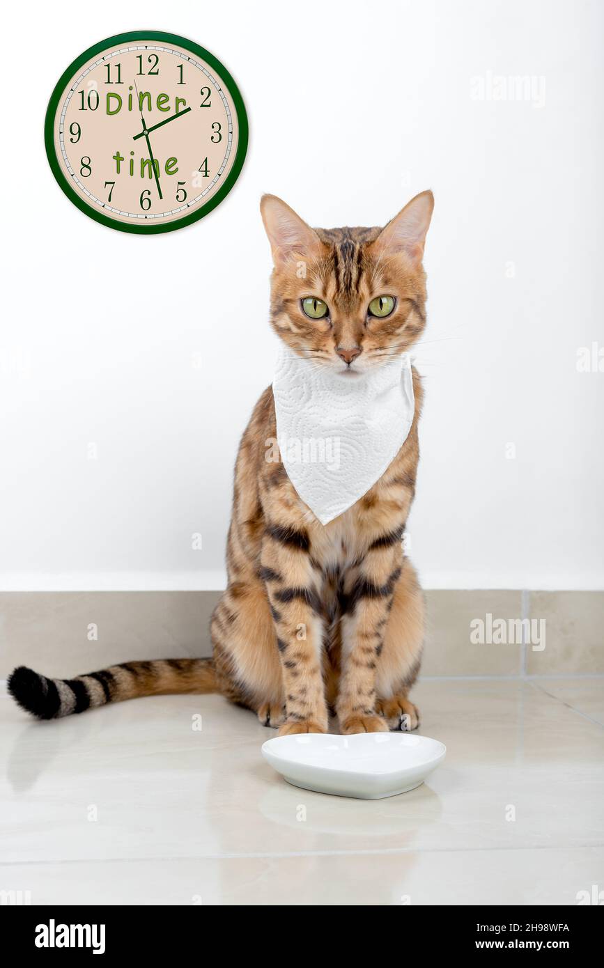Domestic cat, empty cat bowl and wall clock. Feeding pets Stock Photo ...